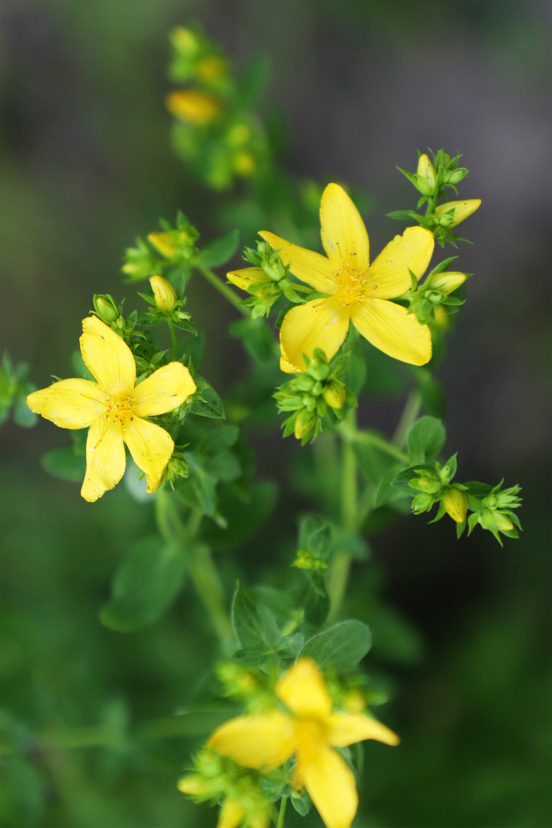 St. Johns Wort Seeds - Hypericum perforatum Seeds - Multiple Quantities ...