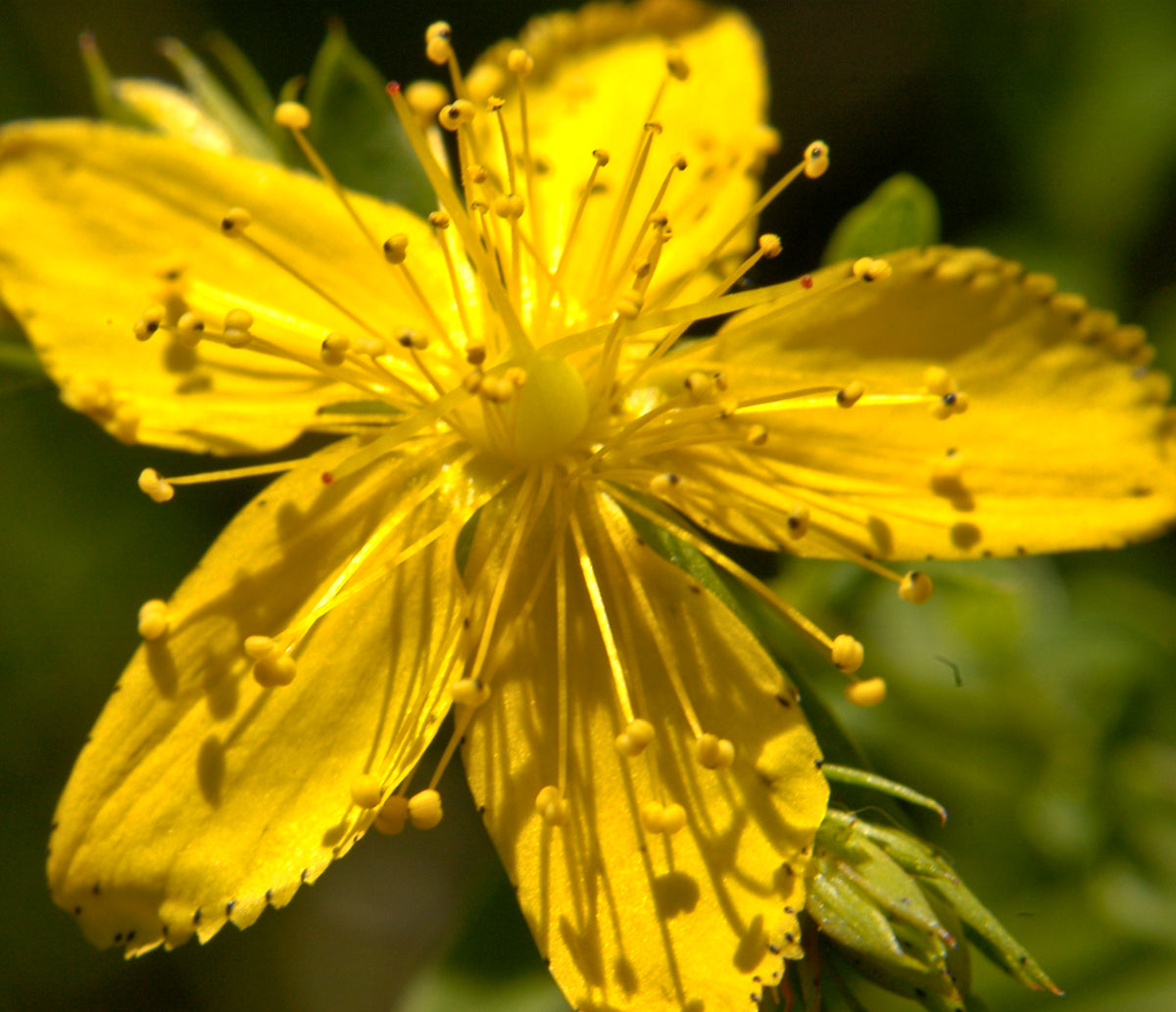 Great St Johns Wort Seeds - Hypericum ascyron Seeds - Multiple ...
