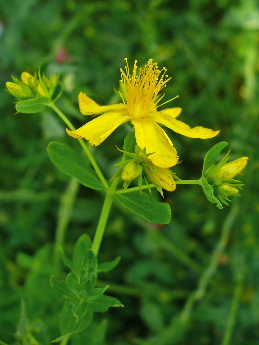 St. Johns Wort Seeds - Hypericum perforatum Seeds - Multiple Quantities ...