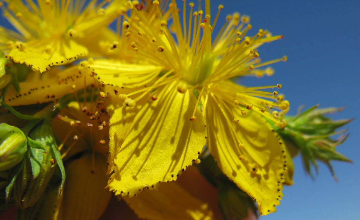 St. Johns Wort Seeds - Hypericum perforatum Seeds - Multiple Quantities ...