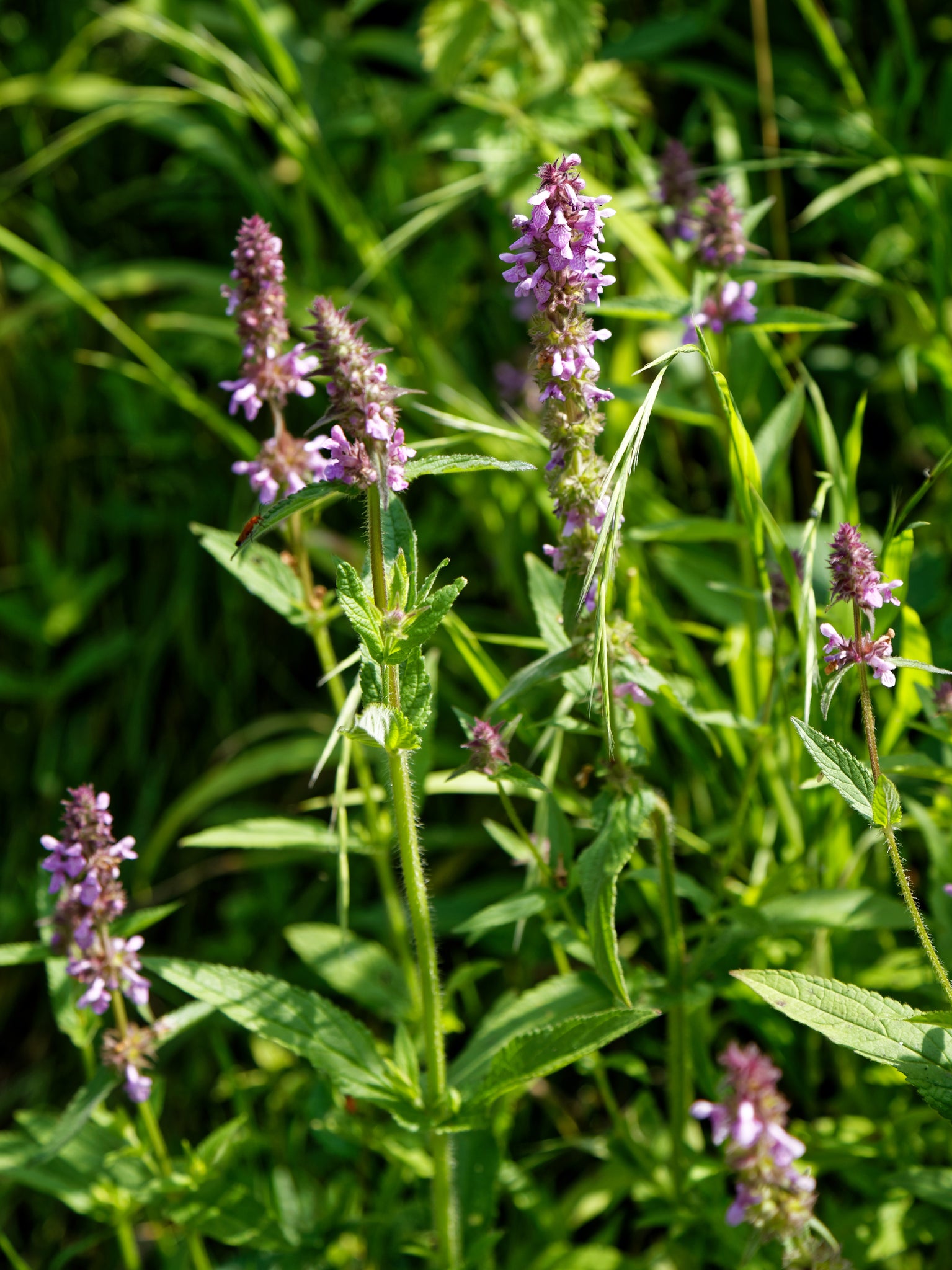 Betony Seeds - Stachys officinalis Seeds - Multiple Quantities – O ...