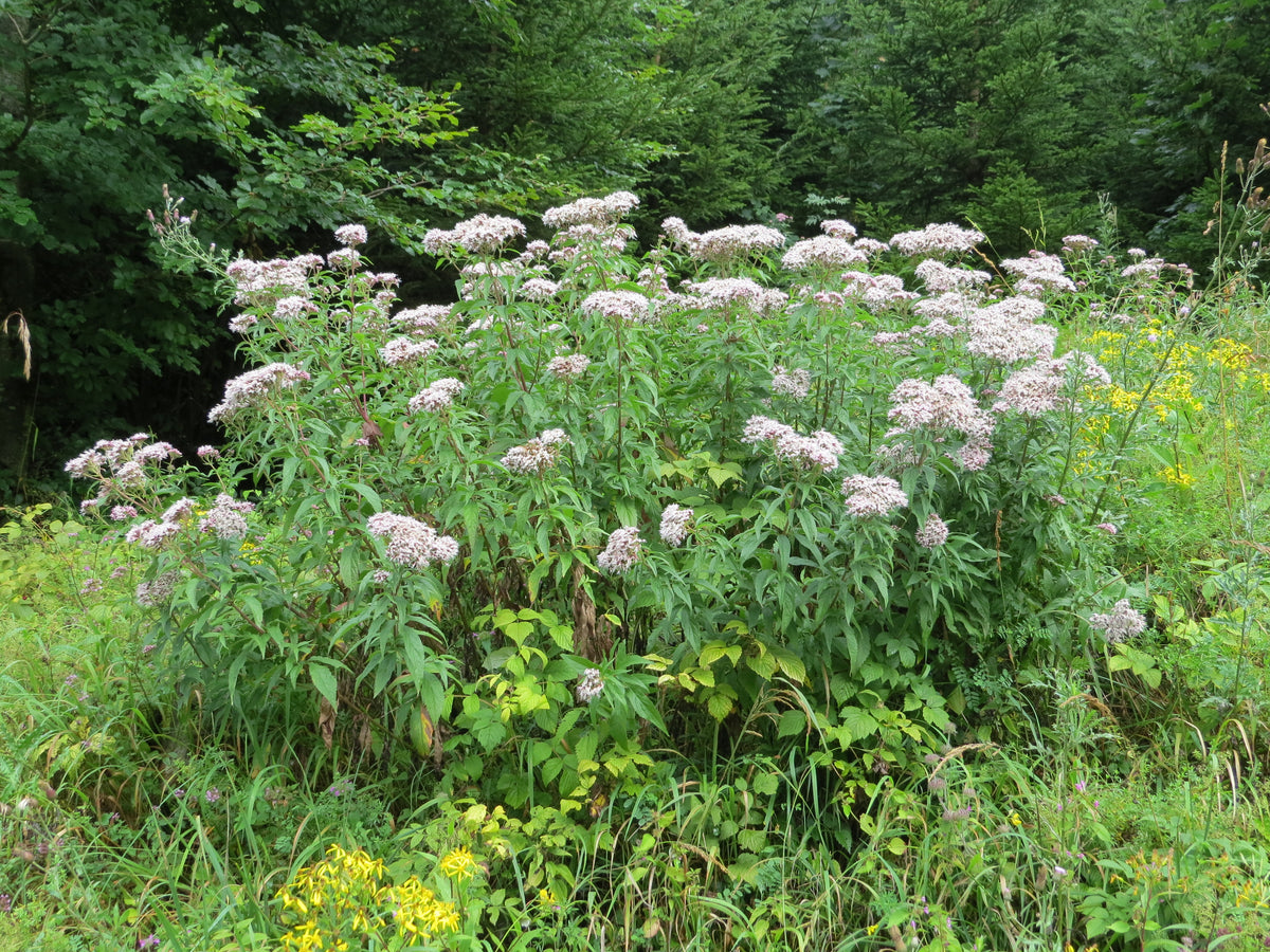 300 Common Boneset Seeds - Eupatorium perfoliatum - None-GMO Medicinal ...