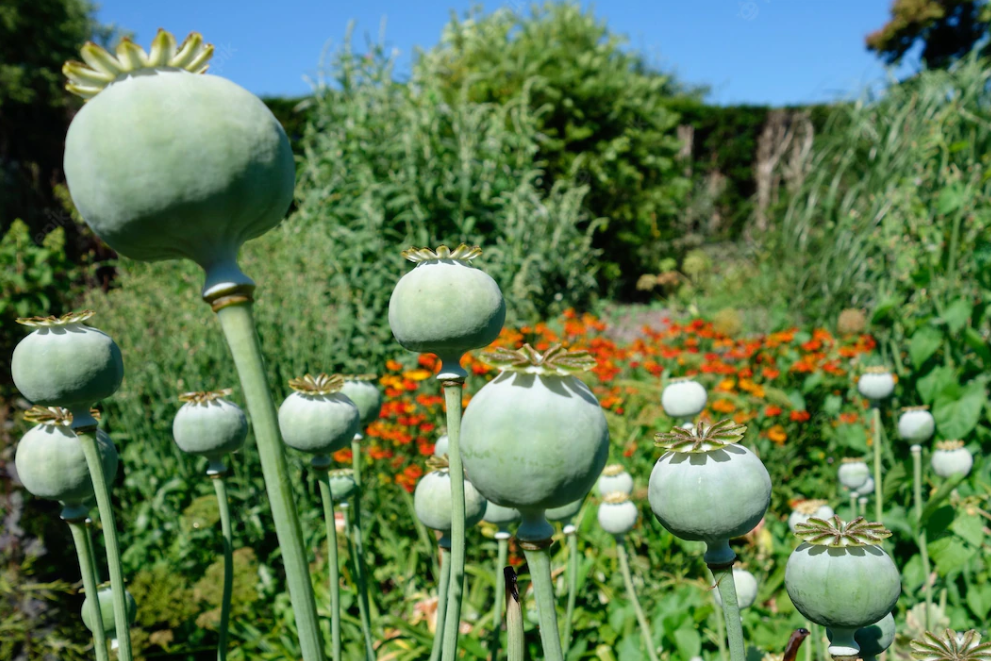 500 Giganteum Poppy Seeds - Giant Poppy - Beautiful and Non-GMO Flower ...