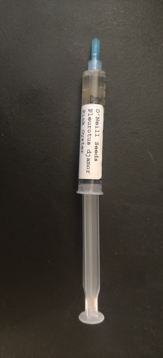 Gourmet Pink Oyster Mushroom Liquid Culture Syringe (Pleurotus djamor ...