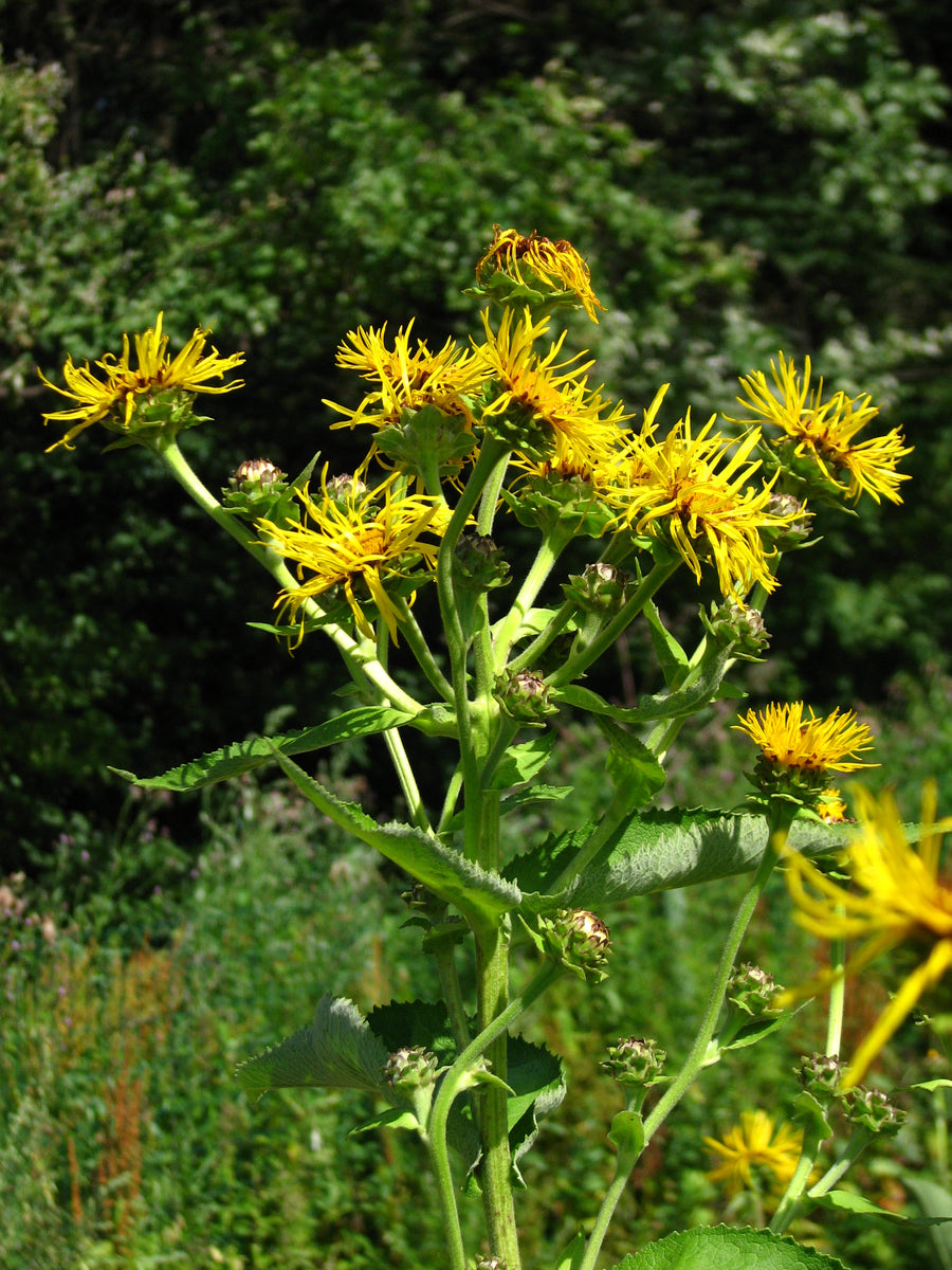 50 Inula helenium Seeds - Horse Heal - Elf Dock - Elecampane - Non-GMO ...