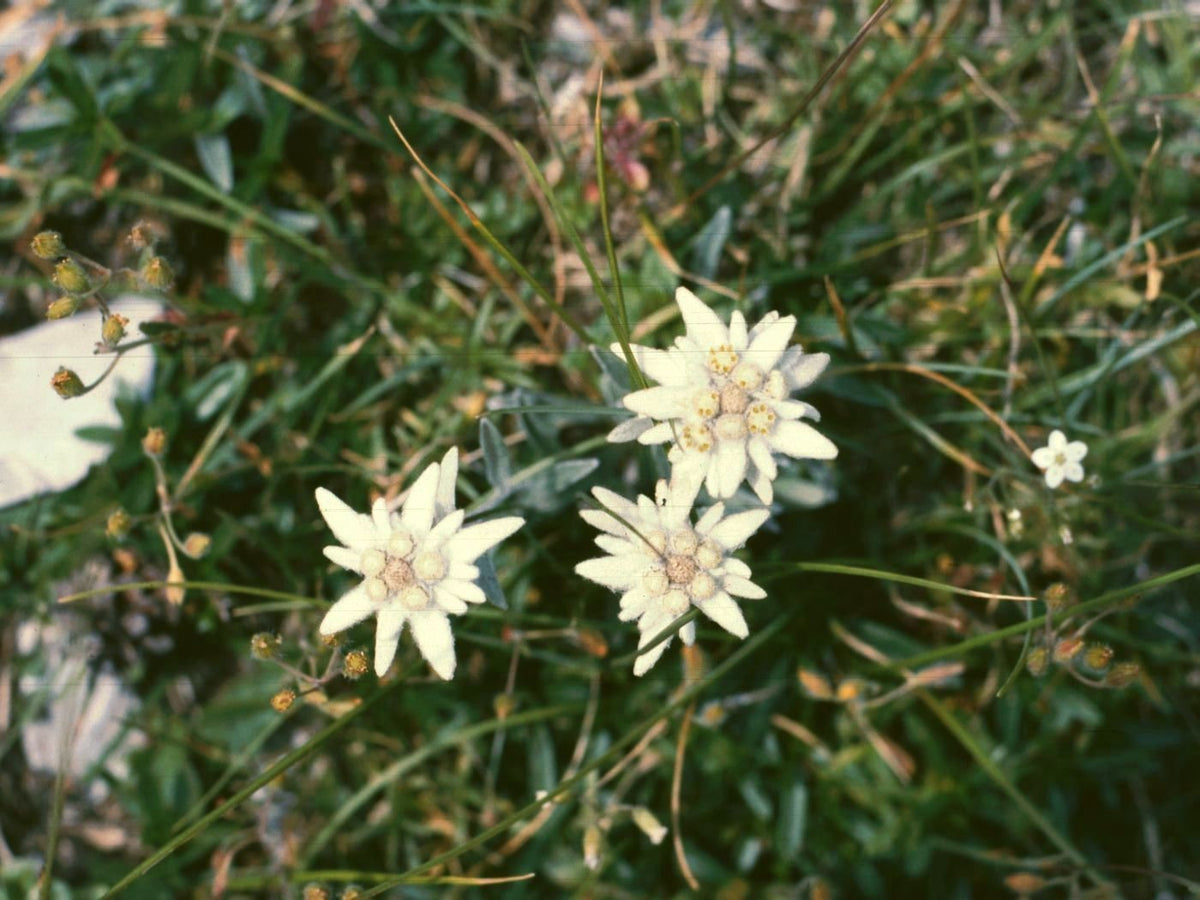 500 Leontopodium alpinum Seeds - Edelweiss Seeds – O'Neill Seeds