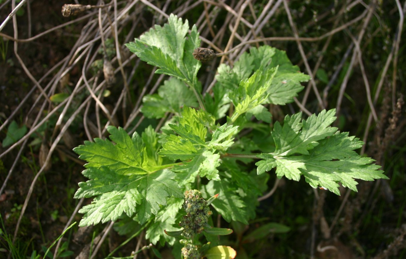 1000 Artemisia Vulgaris Seeds Mugwort Common Wormwood Medicinal 1000-artemisia-vulgaris-seeds-mugwort-common-wormwood-medicinal