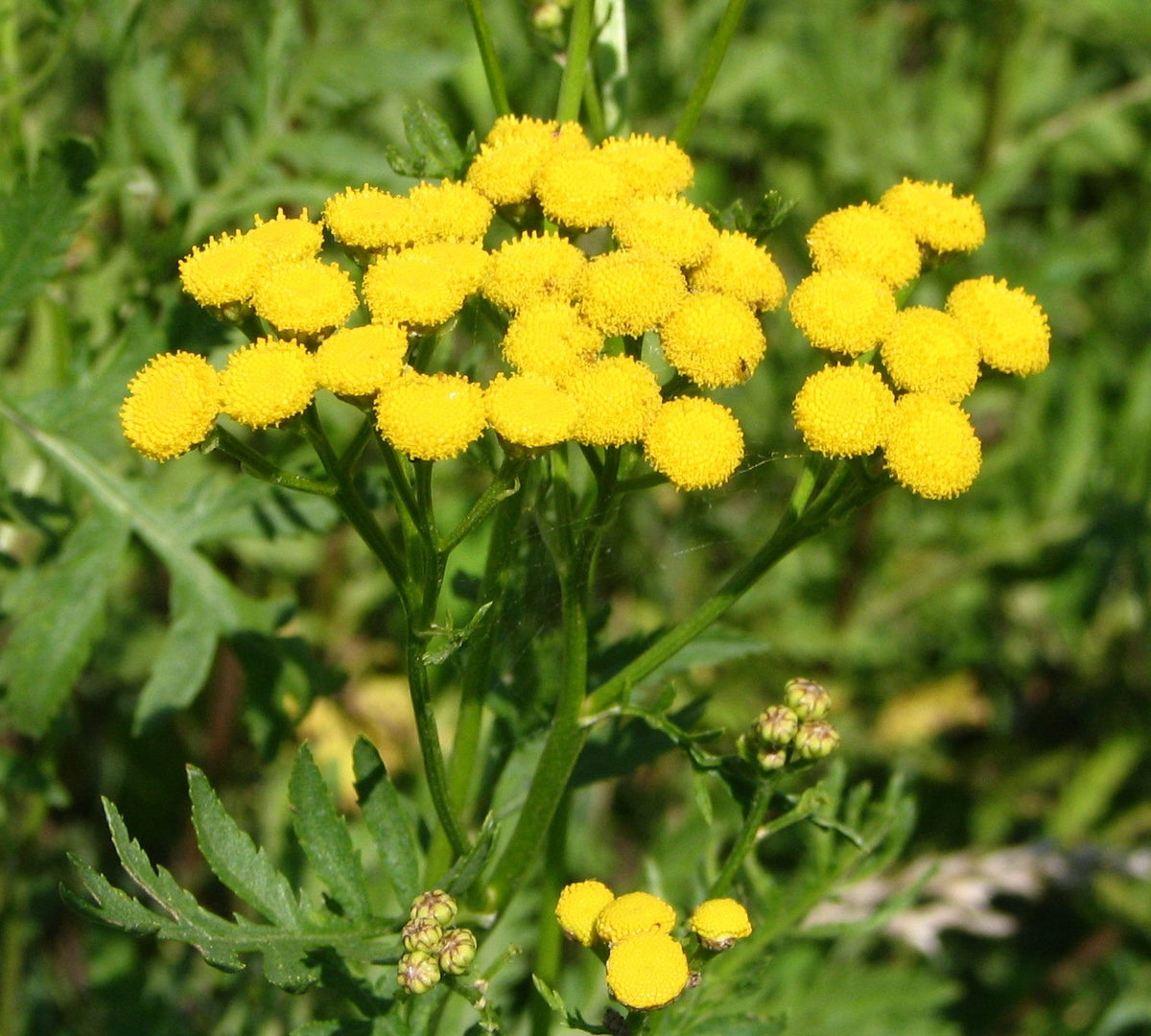 1000 Tansy Seeds - Tanacetum vulgare - Perennial Flower Seeds – O'Neill ...